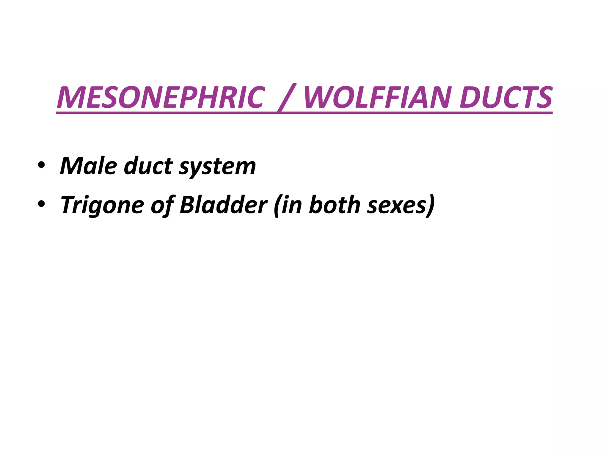 Development of the male reproductive system | PPTX