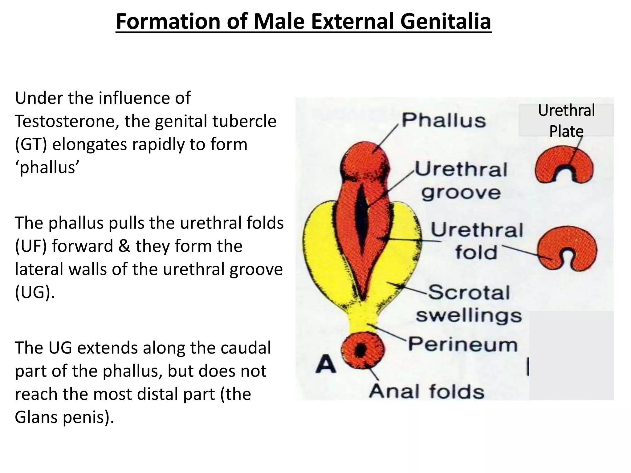 Development of the male reproductive system | PPTX