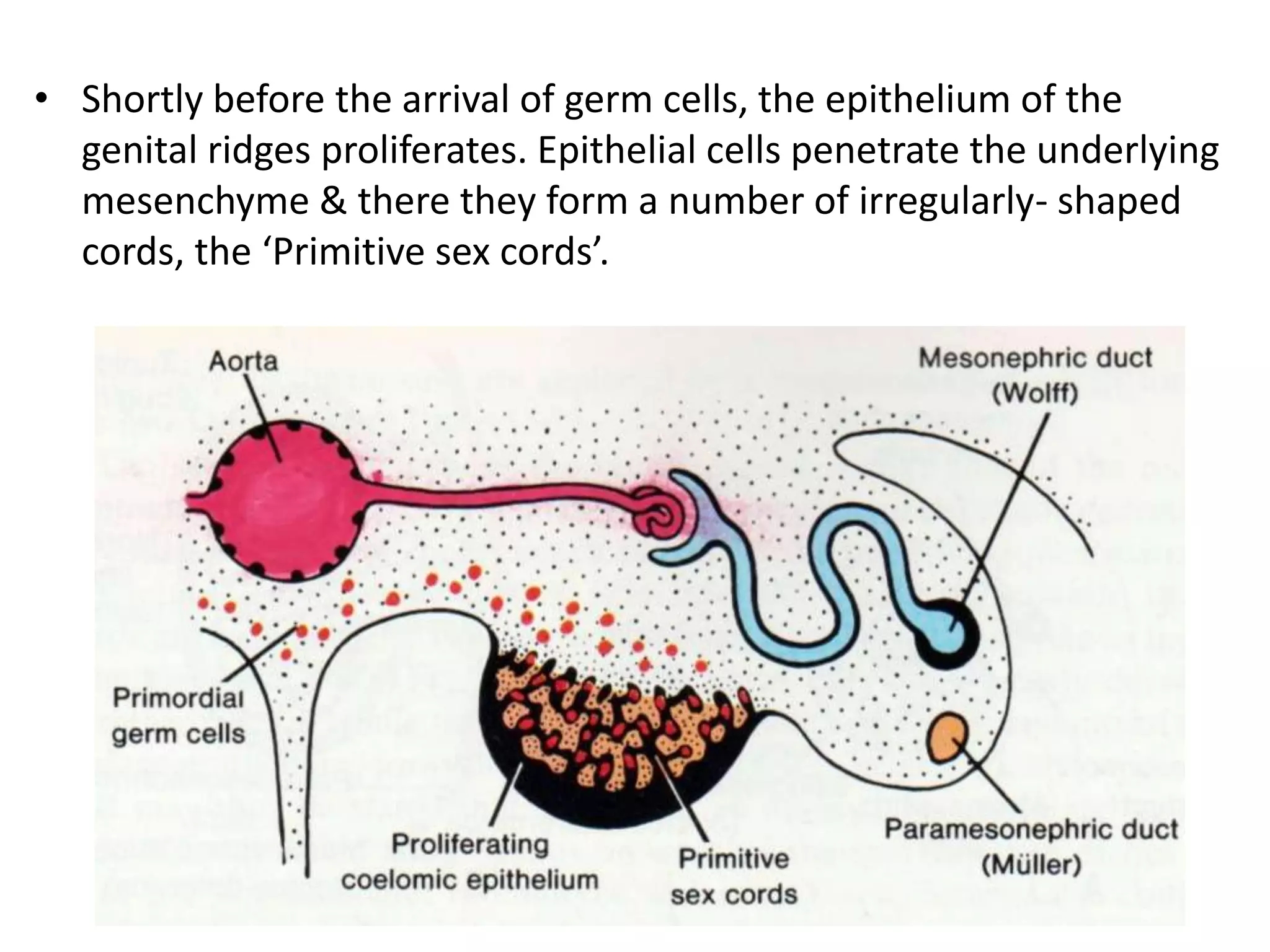 Development of the male reproductive system | PPTX
