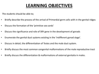Development of the male reproductive system | PPTX