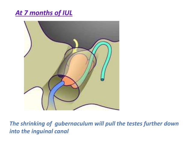 Development of the male reproductive system | PPTX