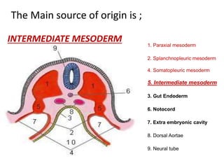 Development of the male reproductive system | PPTX