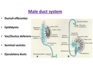 Development of the male reproductive system | PPTX