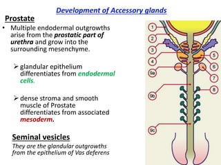 Development of the male reproductive system | PPTX