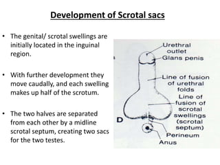 Development of the male reproductive system | PPTX