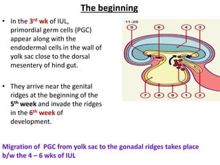 Development of the male reproductive system | PPTX