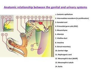 Development of the male reproductive system | PPTX