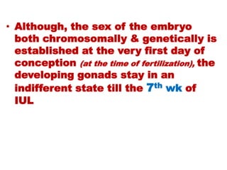 Development of the male reproductive system | PPTX
