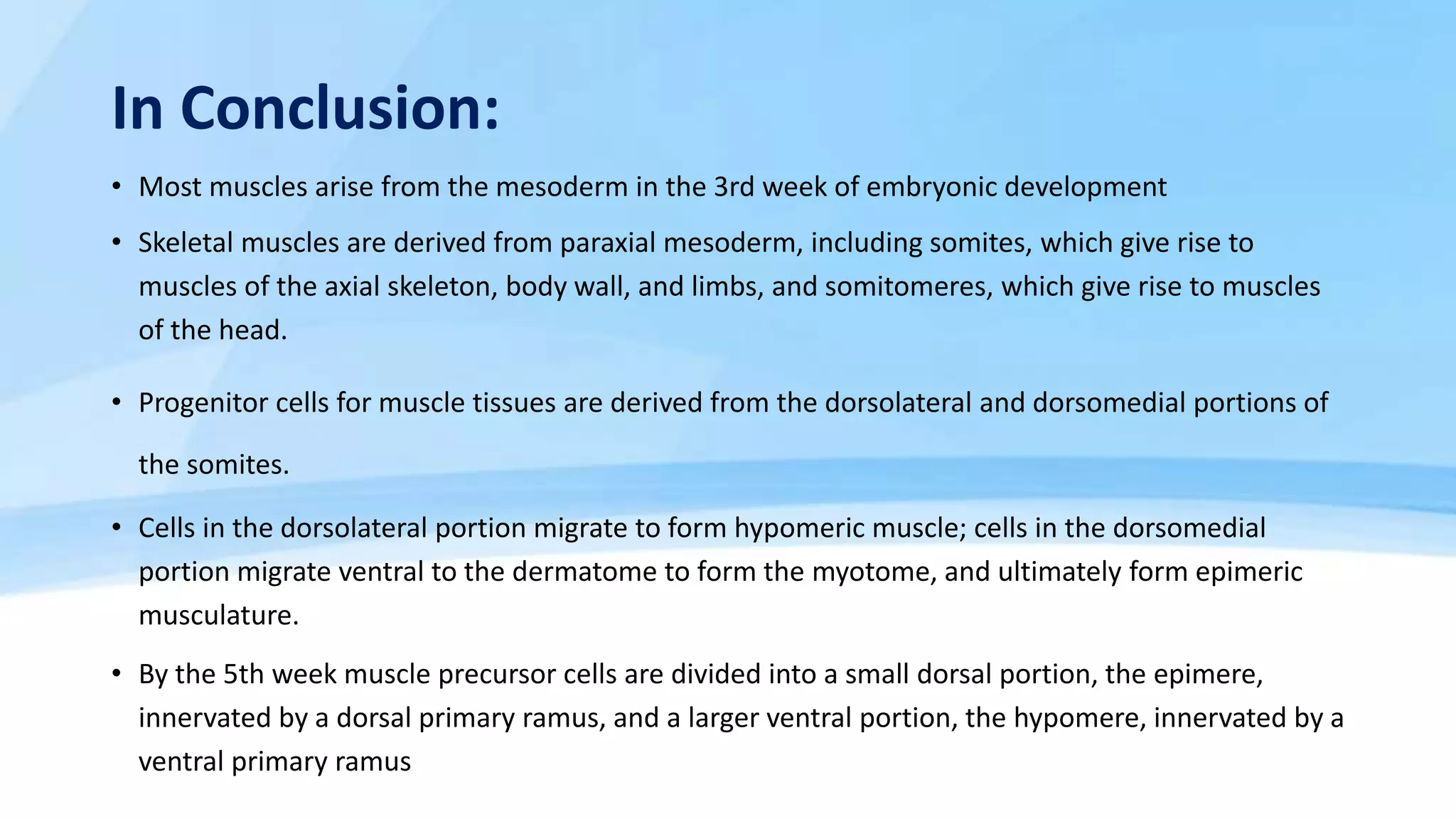 Development of the Muscular System [Human Embryology] | PPTX