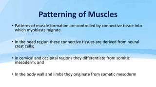 Development of the Muscular System [Human Embryology] | PPTX