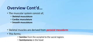 Development of the Muscular System [Human Embryology] | PPTX