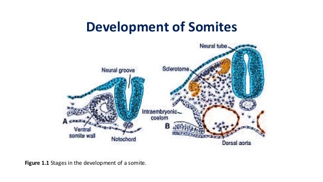 Muscular Development