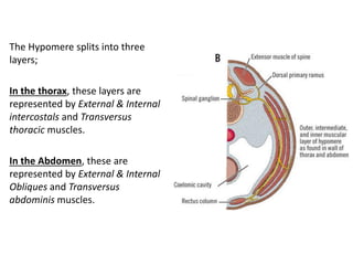 Development of the musculoskeletal system | PDF