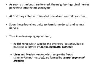 Development of the musculoskeletal system | PDF