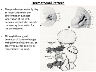 Development of the musculoskeletal system | PDF