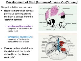 Development of the musculoskeletal system | PDF