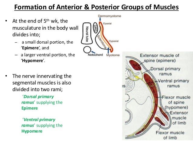 Development of the musculoskeletal system