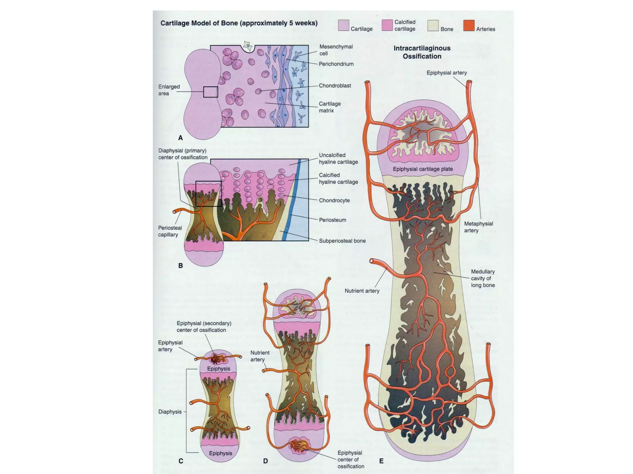 Development of the musculoskeletal system | PDF