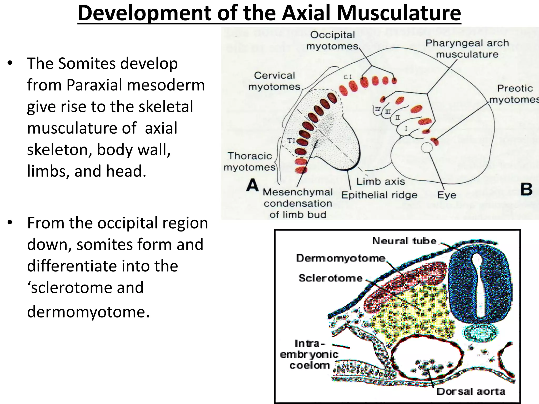 Development of the musculoskeletal system | PDF