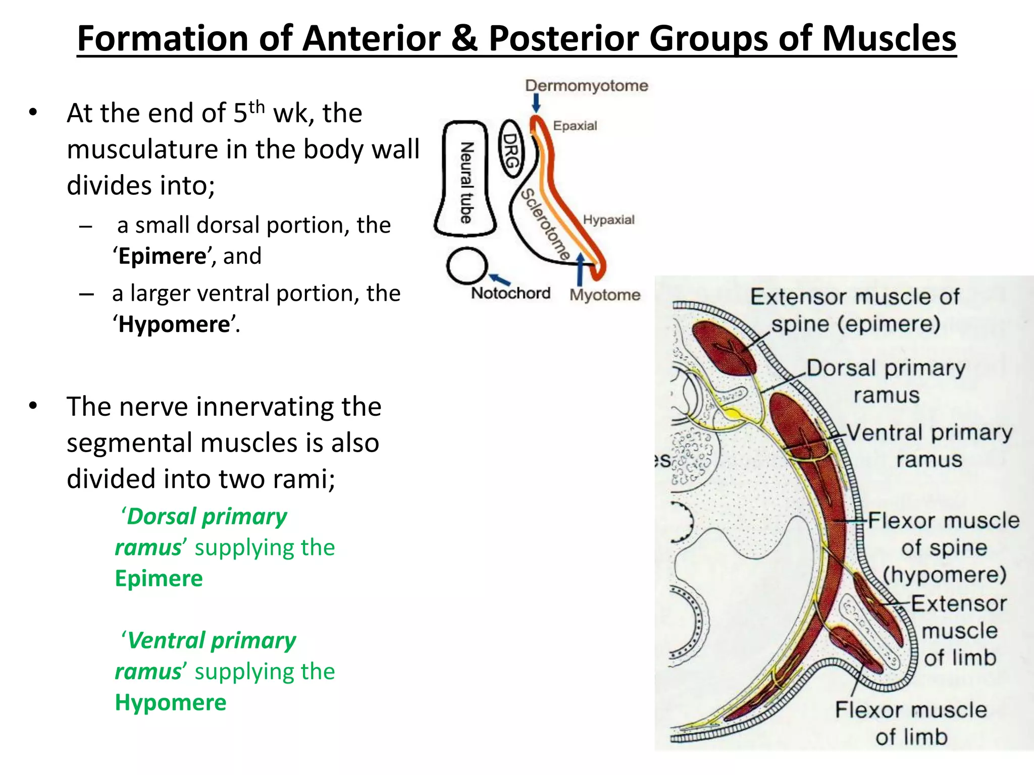 Development of the musculoskeletal system | PPT