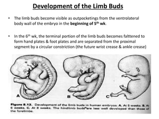 Development of the musculoskeletal system | PDF