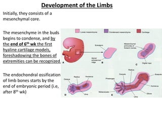 Development of the musculoskeletal system | PDF