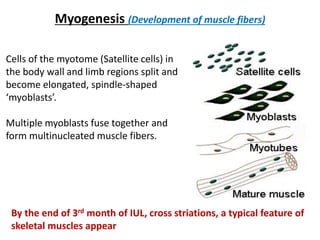 Development of the musculoskeletal system | PDF