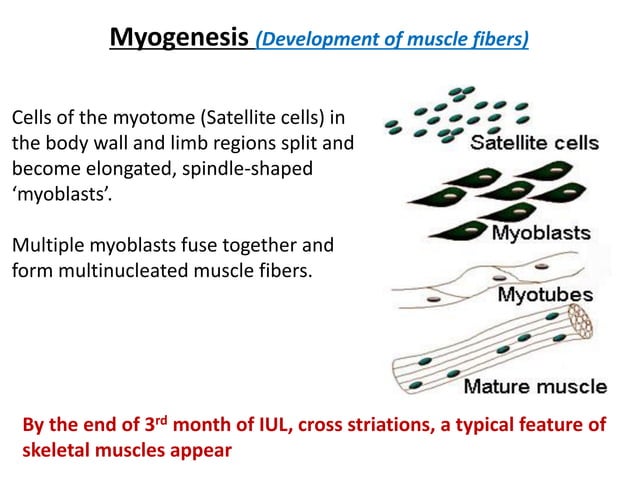 Development of the musculoskeletal system | PDF