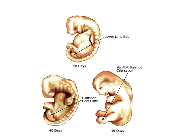 Development of the musculoskeletal system | PDF