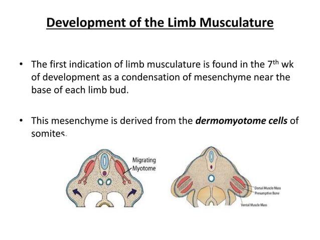 Development of the musculoskeletal system | PDF