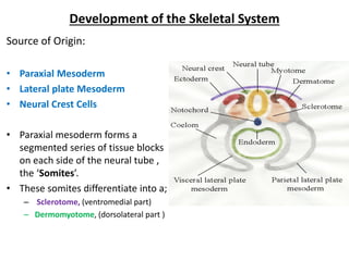 Development of the musculoskeletal system | PDF