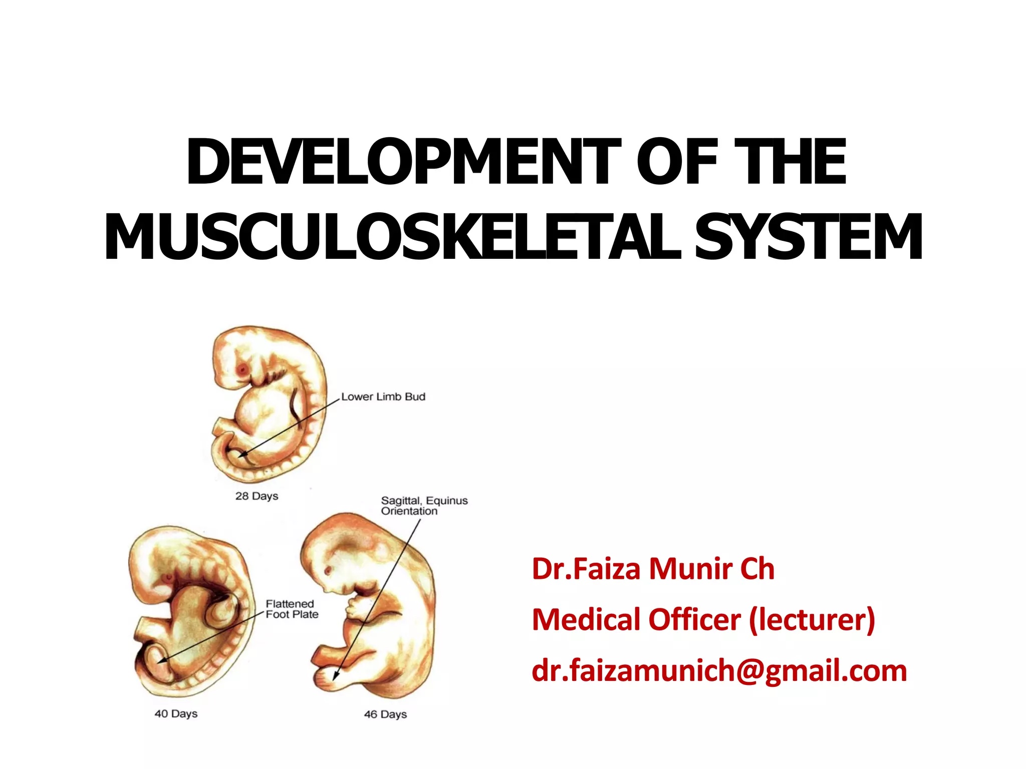 development of the musculoskeletal system.pdf