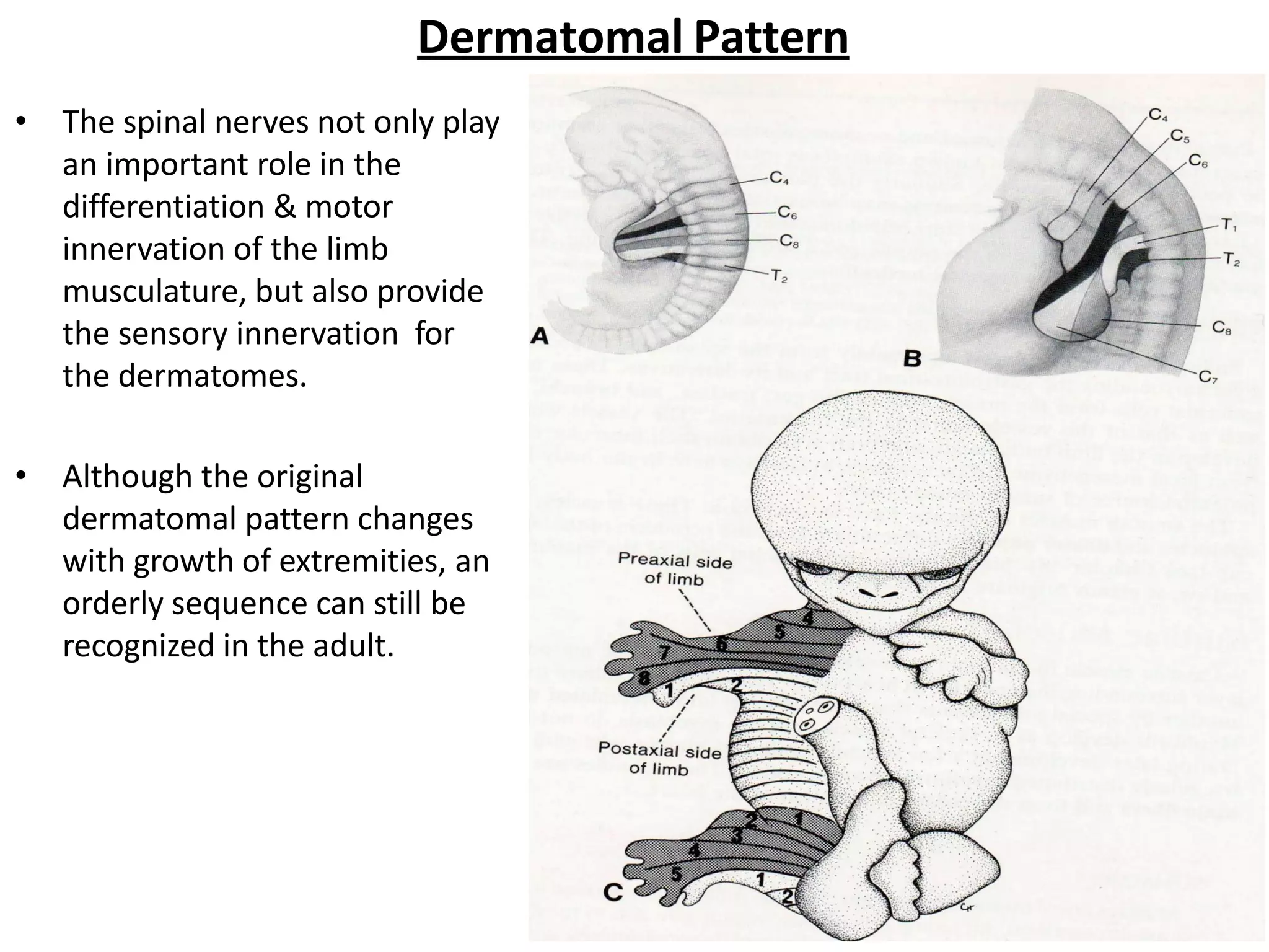 development of the musculoskeletal system.pdf