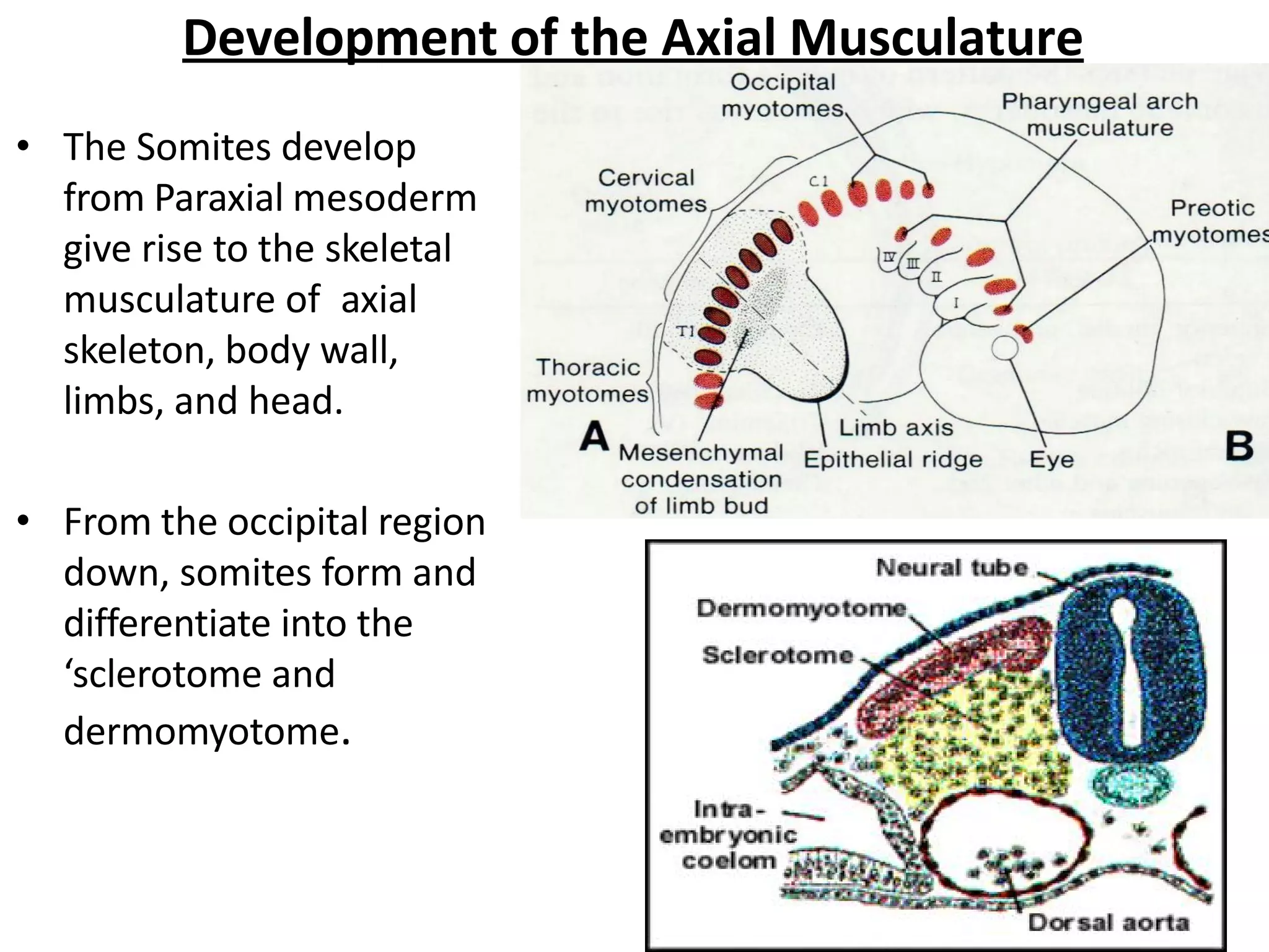 development of the musculoskeletal system.pdf