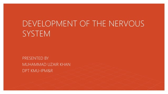 Development of the nervous system | PPTX | Death, Injury, or Military ...