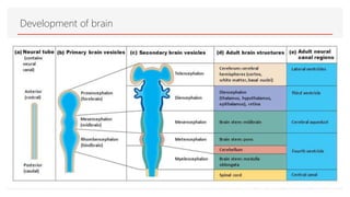 Development of the nervous system | PPTX