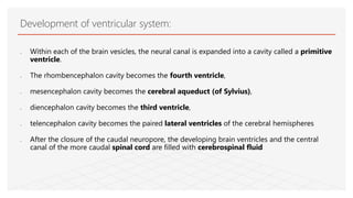 Development of the nervous system | PPTX