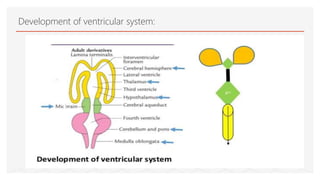 Development of the nervous system | PPTX