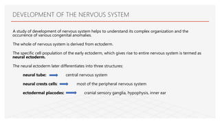 Development of the nervous system | PPTX