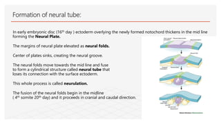 Development of the nervous system | PPTX