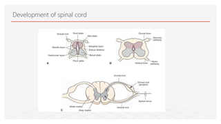 Development of the nervous system | PPTX