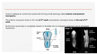 Development of the nervous system | PPT