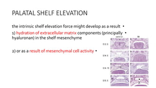 development of the palat.pptx
