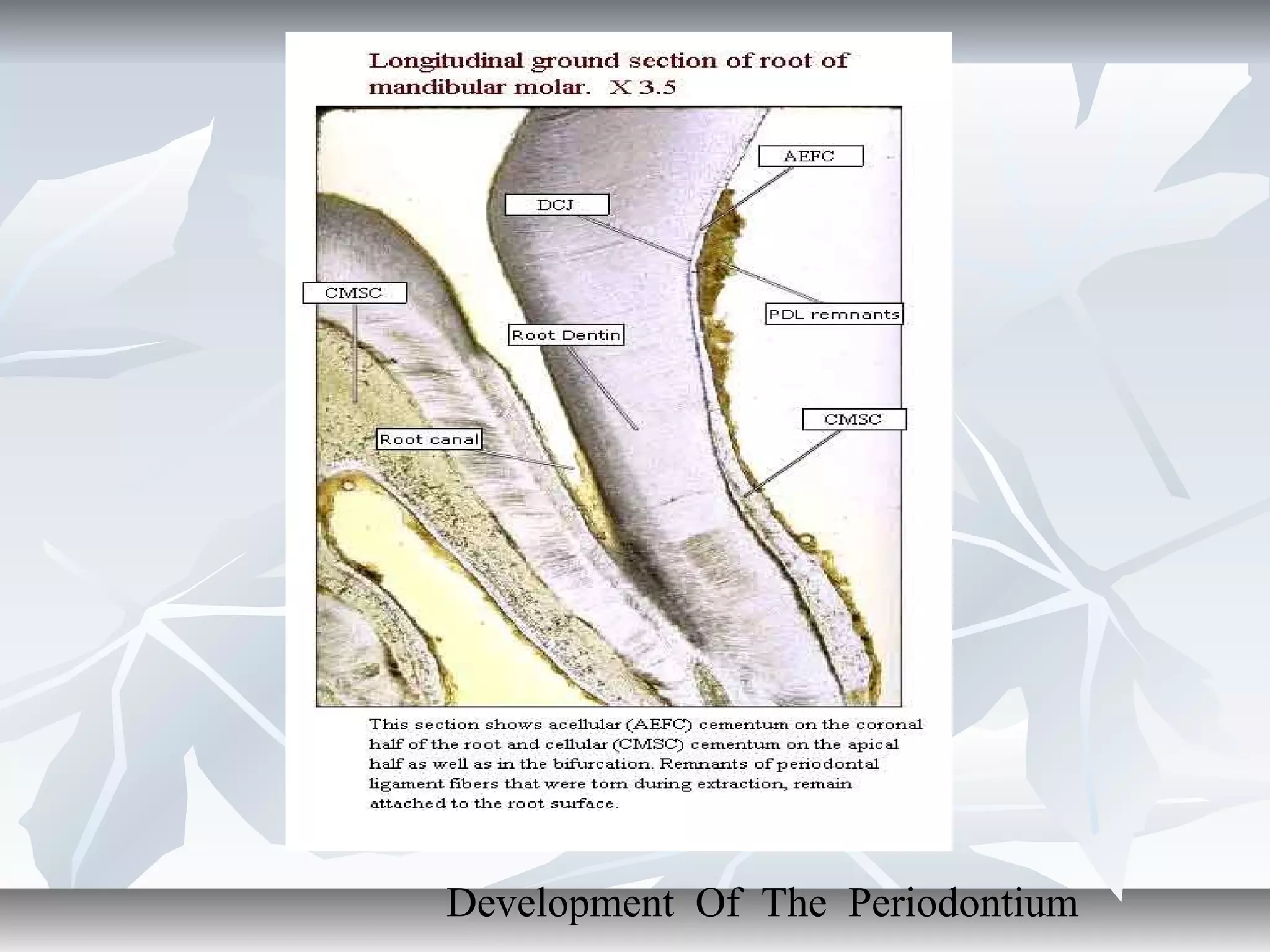Development of the_periodontium | PPT
