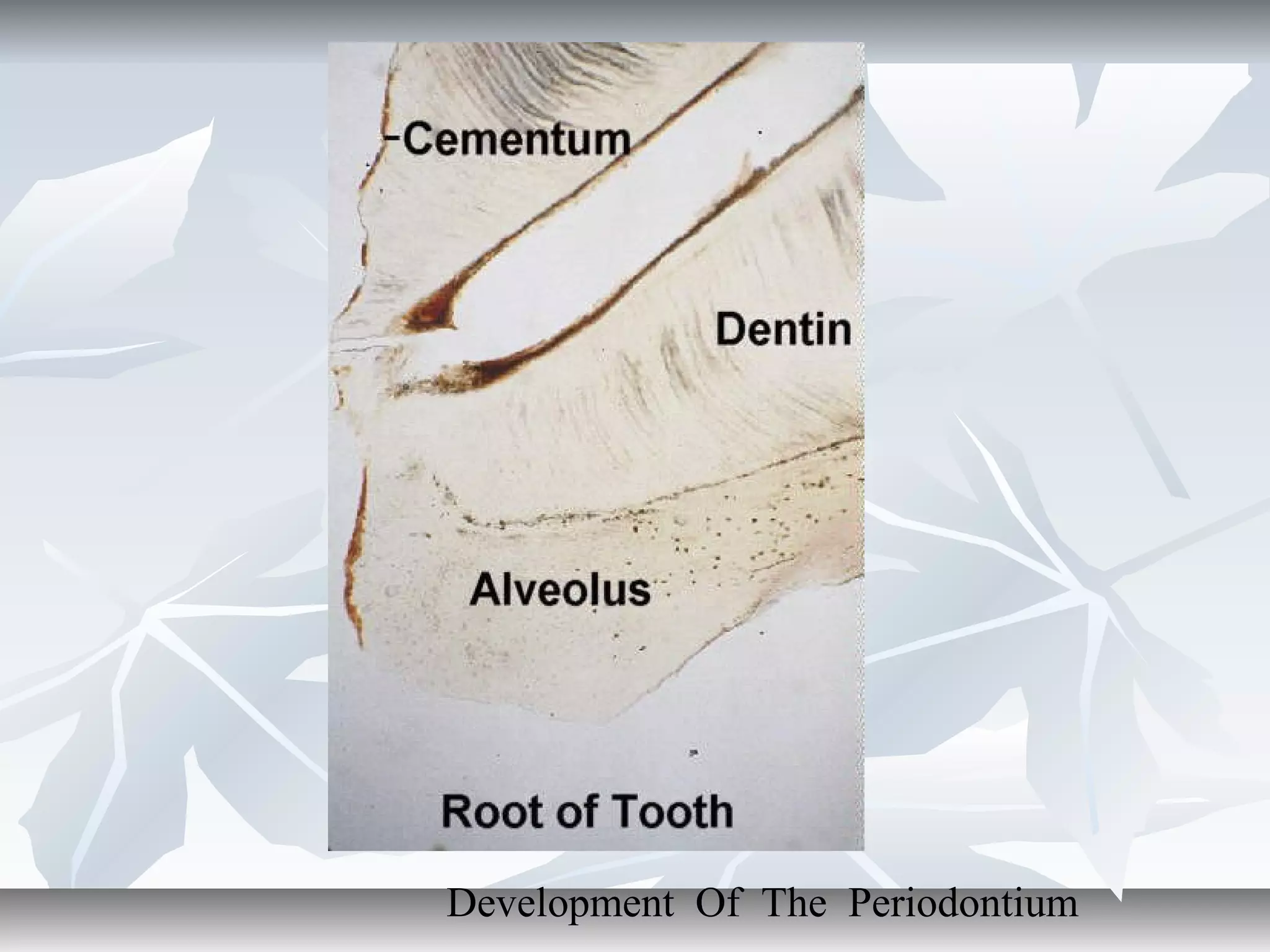 Development of the_periodontium | PPT