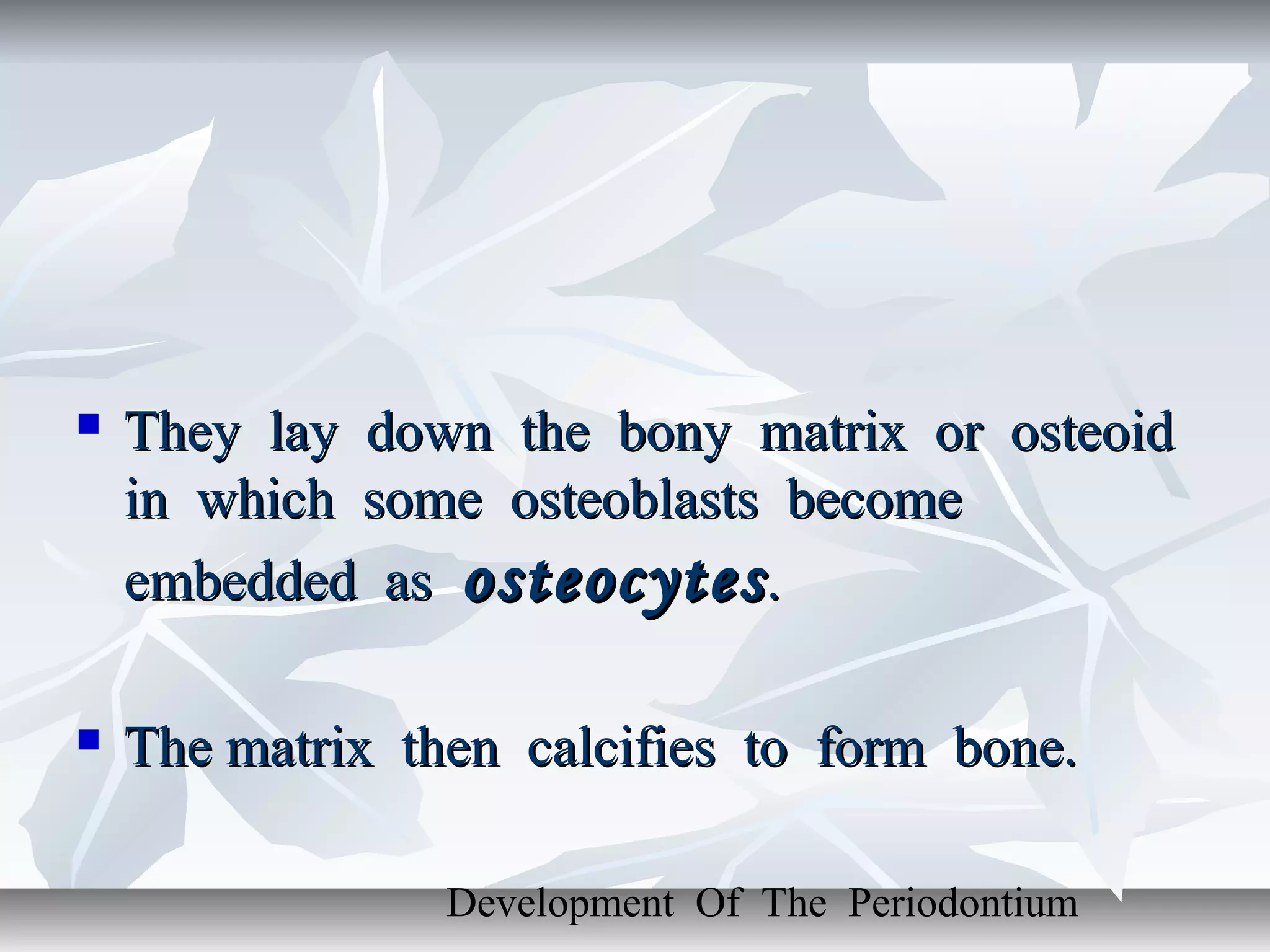 Development of the_periodontium | PPT