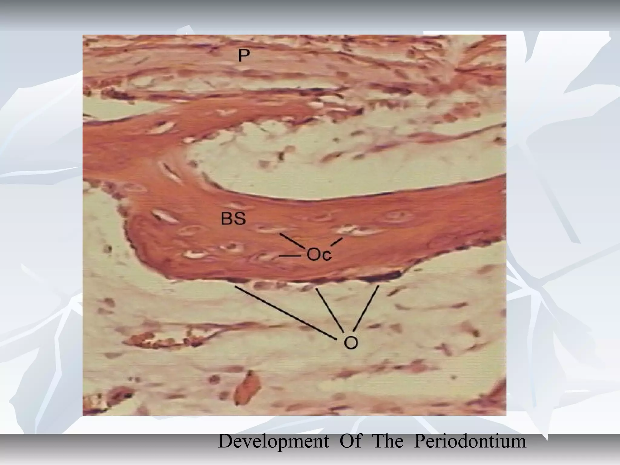 Development of the_periodontium | PPT