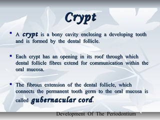 Development of the_periodontium | PPT