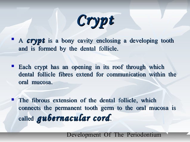 Development of the_periodontium