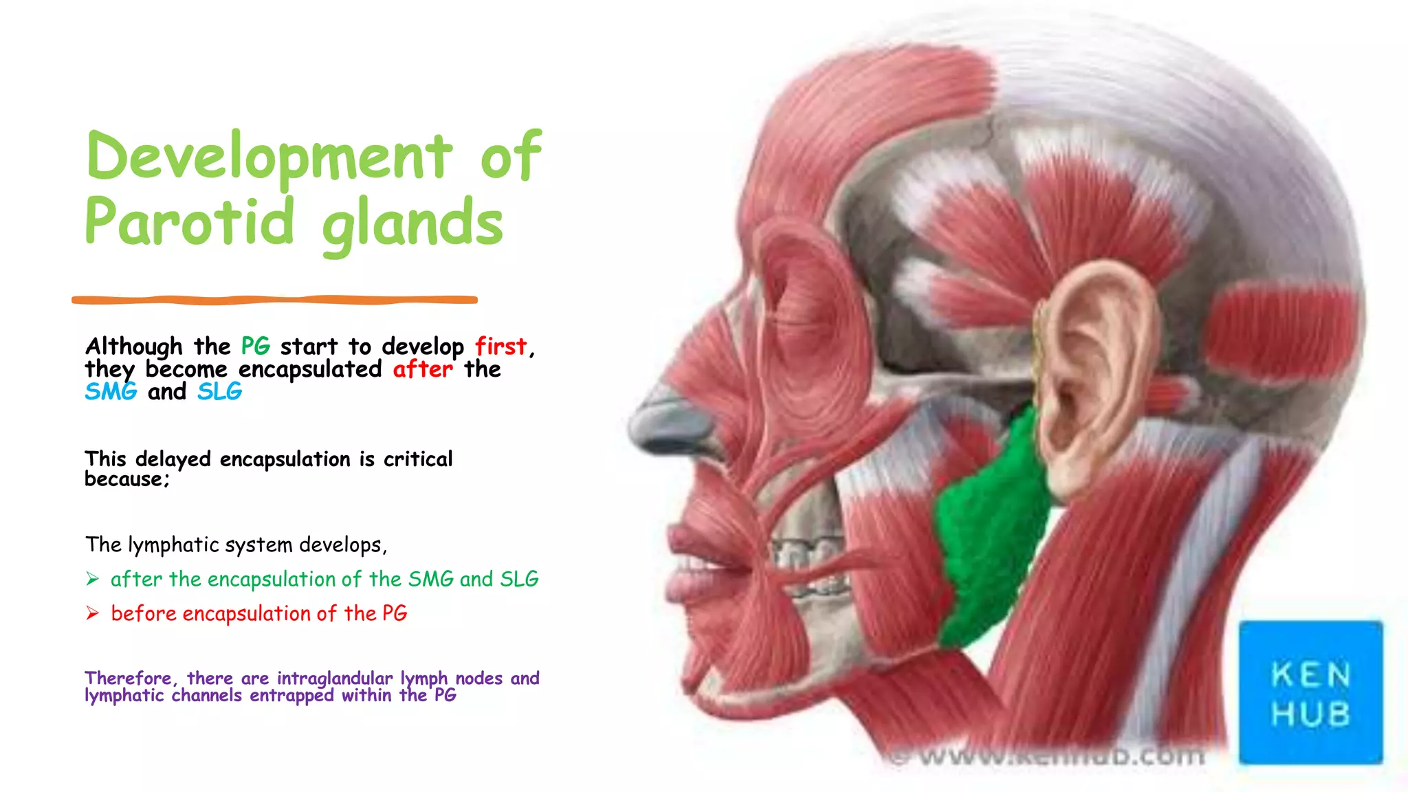 Development of the pituitary and salivary glands | PPTX